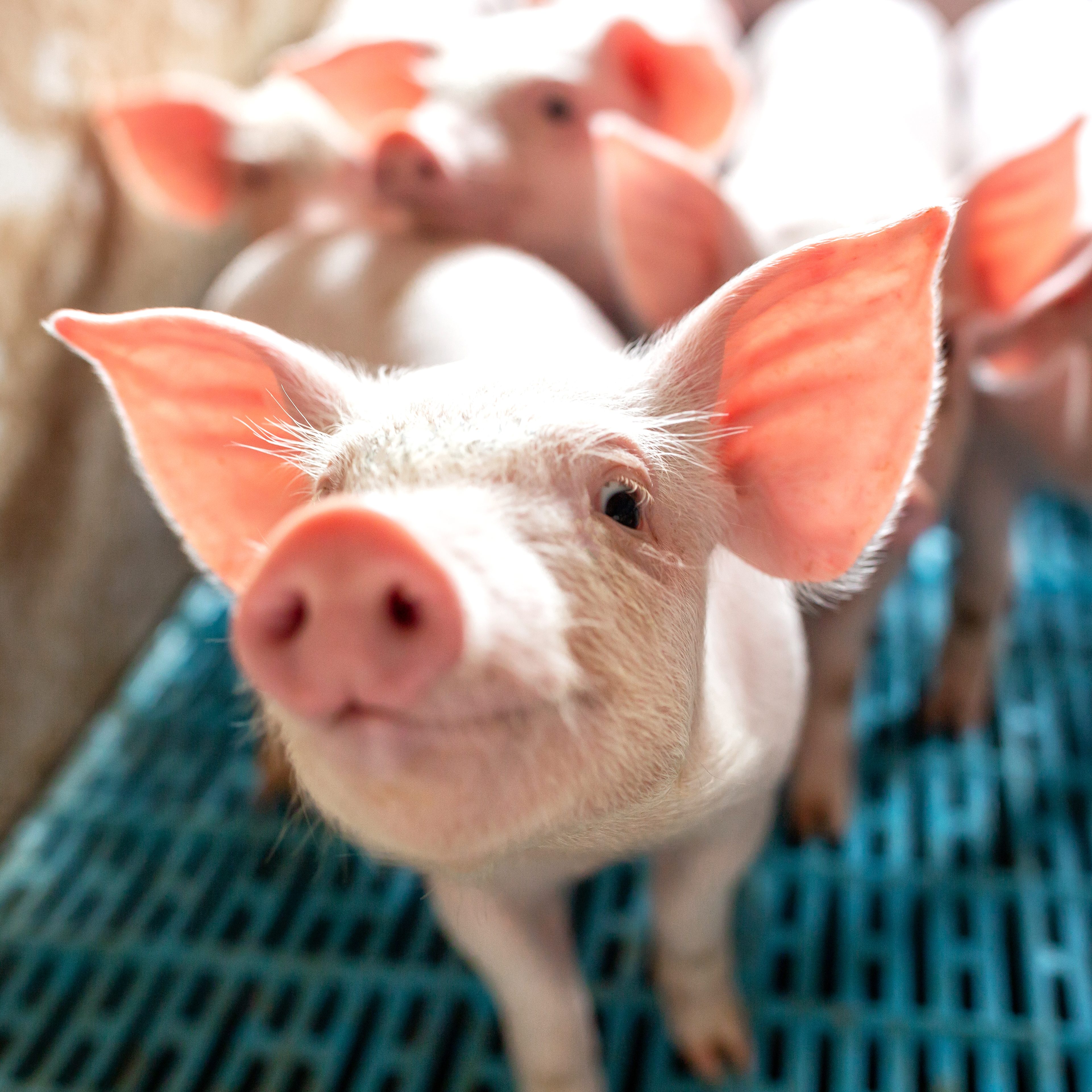 DeviGuard® – A-One Feed Supplements Limited